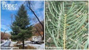 20 Native Trees of New Mexico (With Identifying Features)