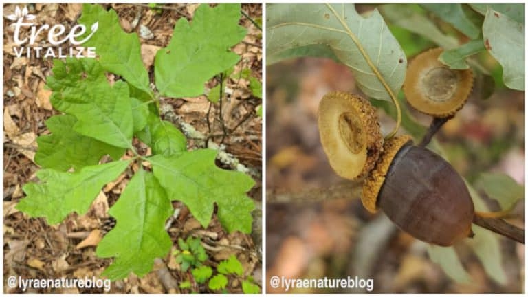 8 Oak Trees to Grow in Kentucky (or Admire)