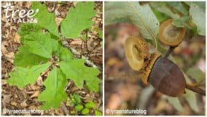 25 Common and Native Trees in Kansas