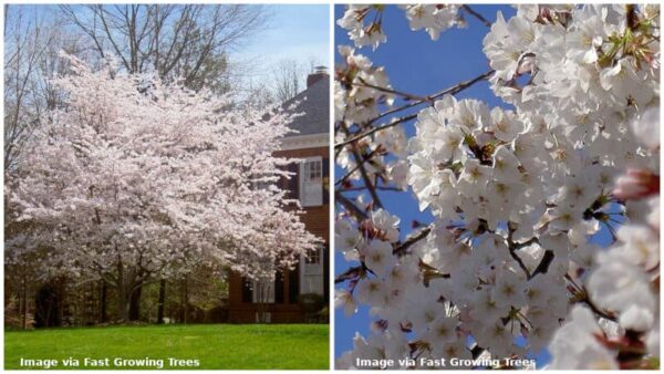 6 Cherry Trees in Kentucky (Edible & Ornamental)