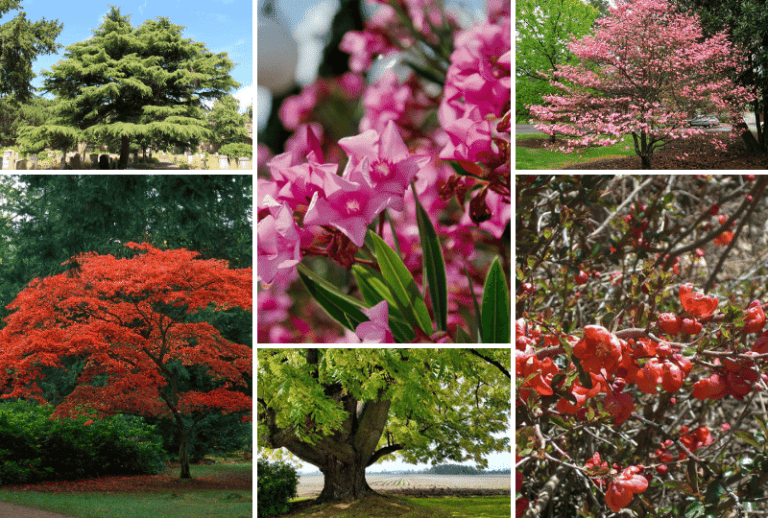 8 USDA Zone 9 Trees With Non-Invasive Root Systems