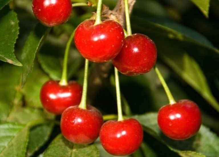 6 Cherry Trees To Grow in Kansas (Edible & Ornamental)