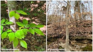 35 Common & Native Trees in Kentucky
