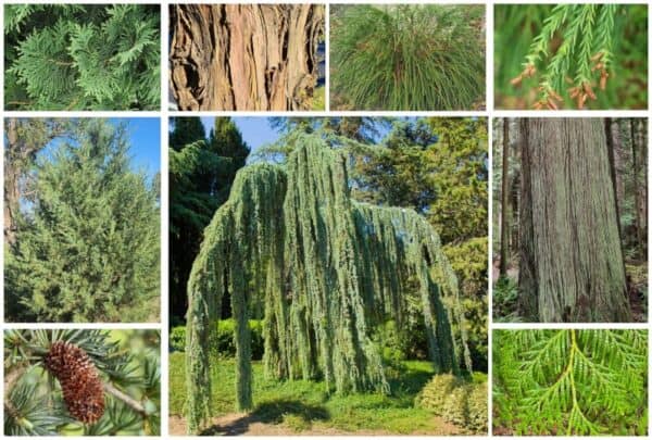 Planting Zones Missouri - Hardiness, Gardening & Climate Zone