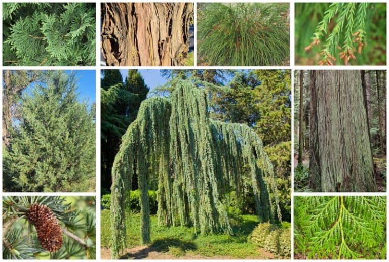 Planting Zones Missouri - Hardiness, Gardening & Climate Zone