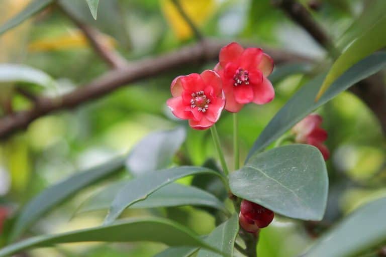 9 USDA Zone 10 Small & Dwarf Trees for Tight Spaces