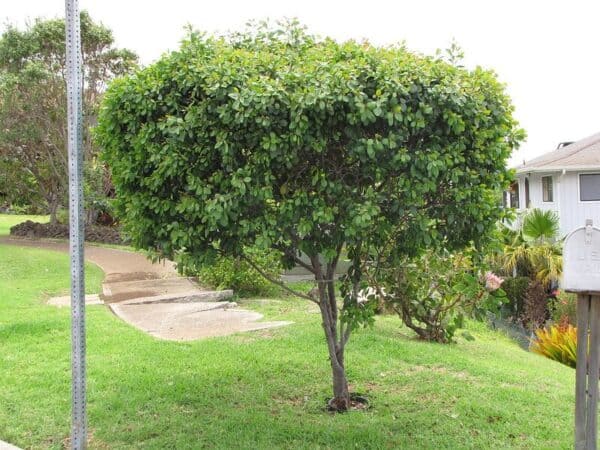 9 USDA Zone 10 Small & Dwarf Trees for Tight Spaces