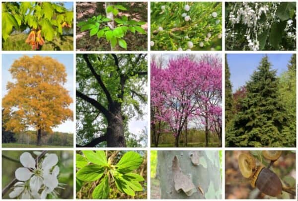 35 Common & Native Trees in Kentucky
