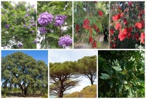 USDA Zone 10: Where is it? What to Plant? Tips to Success