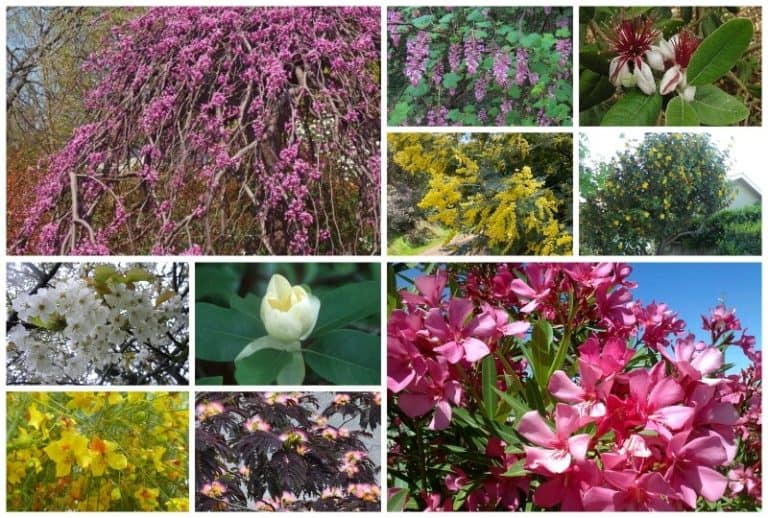 6 Beautiful Pink Flowering Trees in Texas (You Will Love)