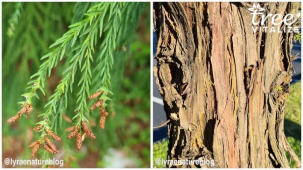 7 Types of Cedar Trees You Can Grow in Missouri