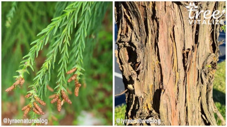 7 Types of Cedar Trees You Can Grow in Missouri