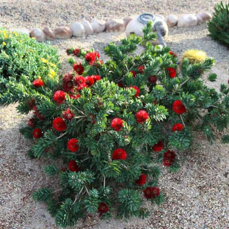 9 USDA Zone 10 Small & Dwarf Trees for Tight Spaces