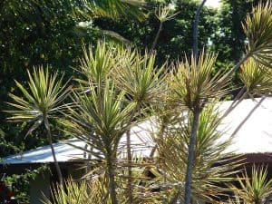 9 USDA Zone 10 Small & Dwarf Trees for Tight Spaces