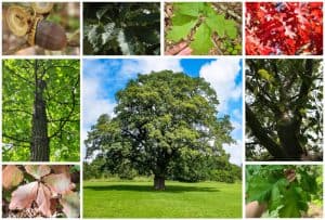 Planting Zones Missouri - Hardiness, Gardening & Climate Zone