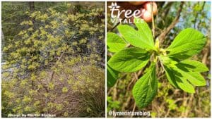 35 Common & Native Trees in Kentucky