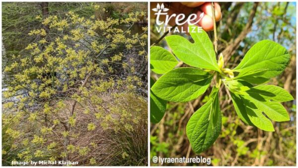 35 Common & Native Trees in Kentucky