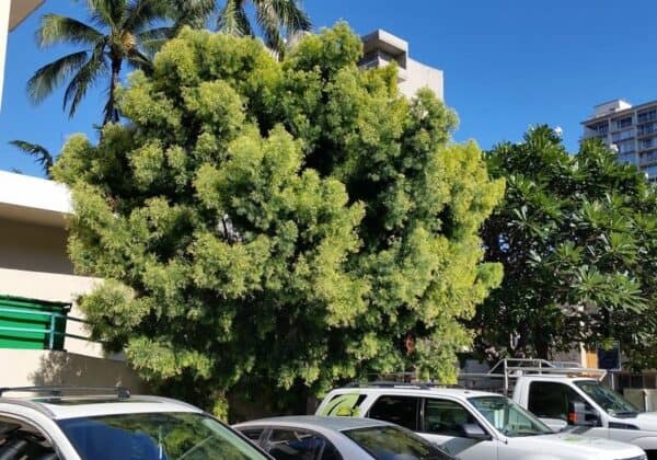 9 Evergreen Privacy Trees for USDA Zone 10