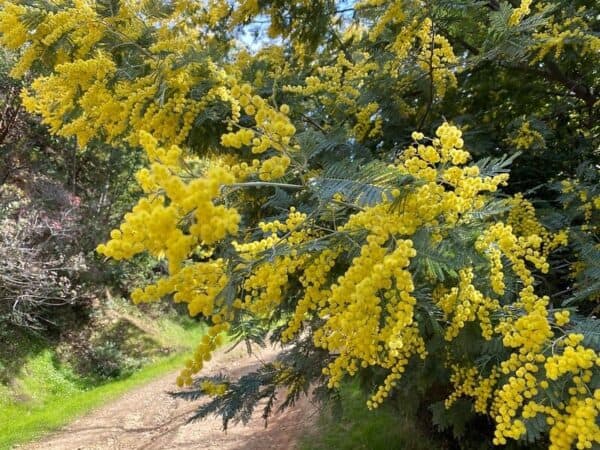 10 Beautiful Flowering Trees for USDA Zone 10