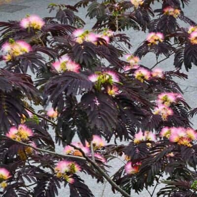 10 Beautiful Flowering Trees for USDA Zone 10