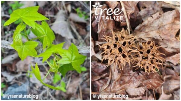 35 Common & Native Trees in Kentucky