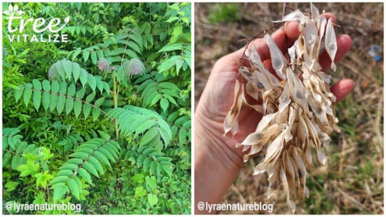 35 Common & Native Trees in Kentucky