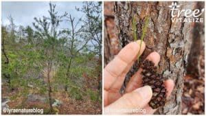 35 Common & Native Trees in Kentucky