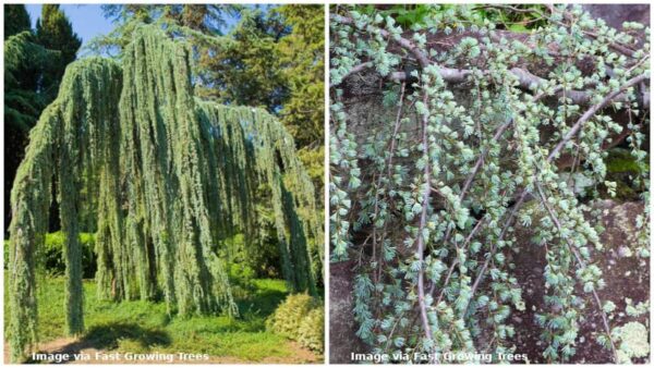 7 Types of Cedar Trees You Can Grow in Missouri
