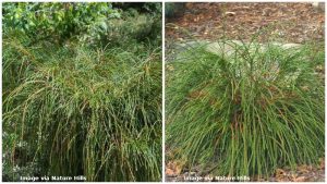 7 Types of Cedar Trees You Can Grow in Missouri