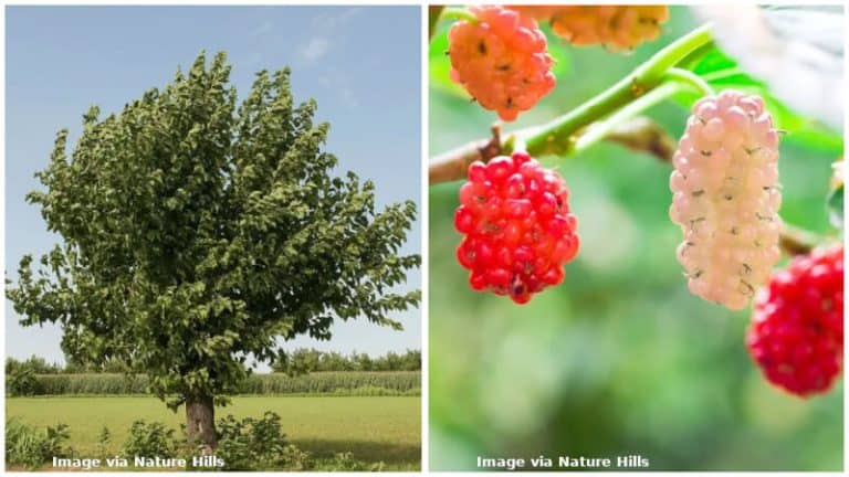 35 Common & Native Trees in Kentucky