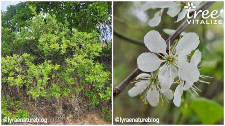 35 Common & Native Trees in Kentucky