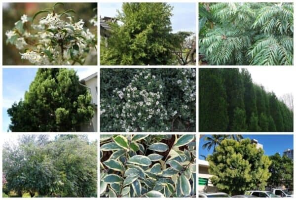 9 Evergreen Privacy Trees for USDA Zone 10