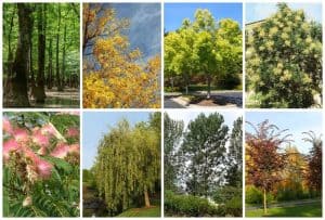 7 Fast-Growing Shade Trees for USDA Zone 7 (Small & Large)