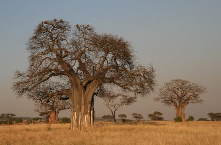 Explore 21 of the World's Most Famous & Record-Breaking Trees