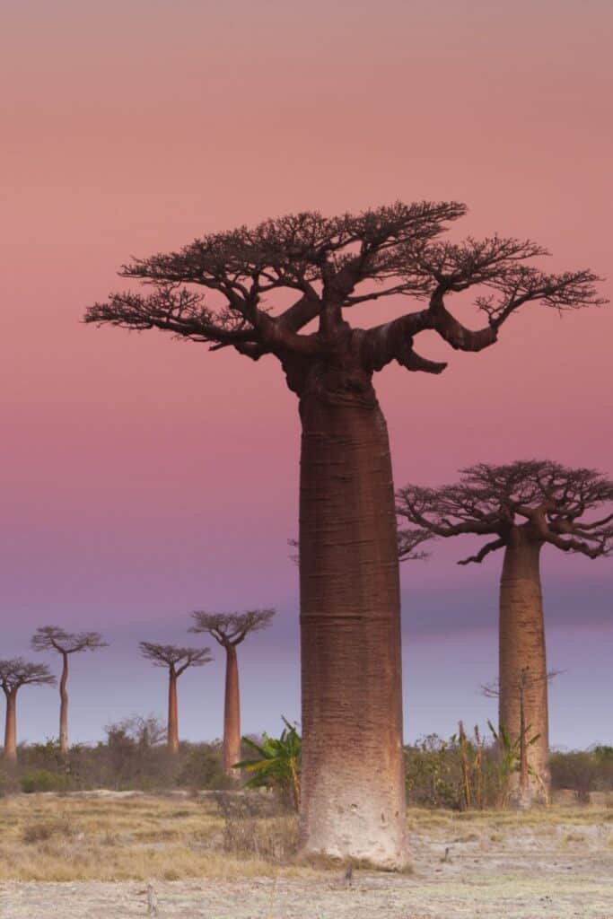 9 Weird Trees You Need to See to Believe (Odd Looking)