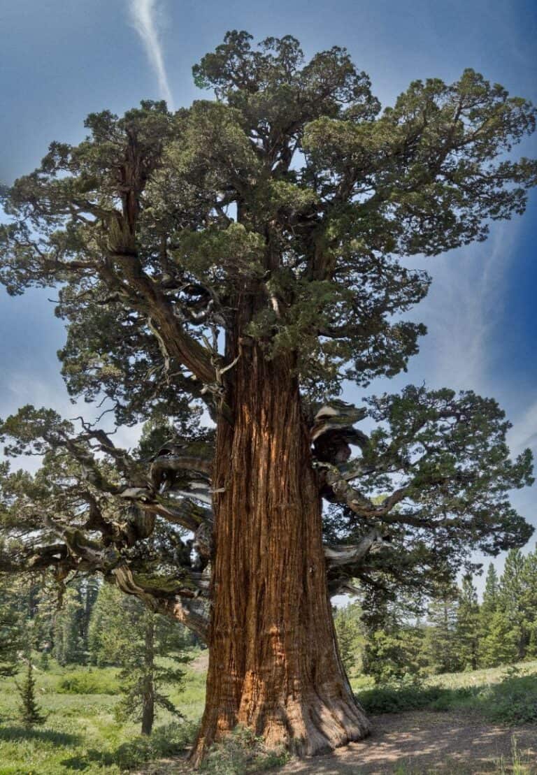 Explore 21 of the World's Most Famous & Record-Breaking Trees