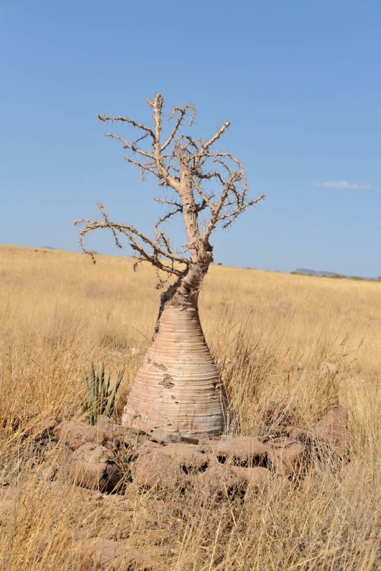 9 Weird Trees You Need to See to Believe (Odd Looking)