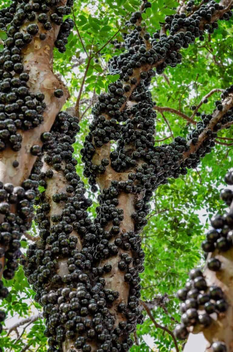 9 Weird Trees You Need to See to Believe (Odd Looking)