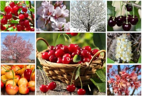 5 Best Cherry Tree Varieties to Grow in Texas (Yummy)