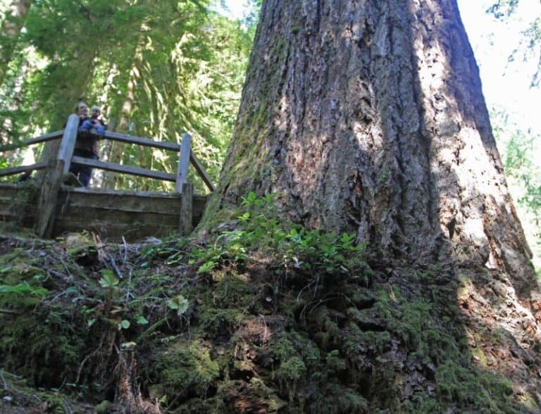 Explore 21 of the World's Most Famous & Record-Breaking Trees
