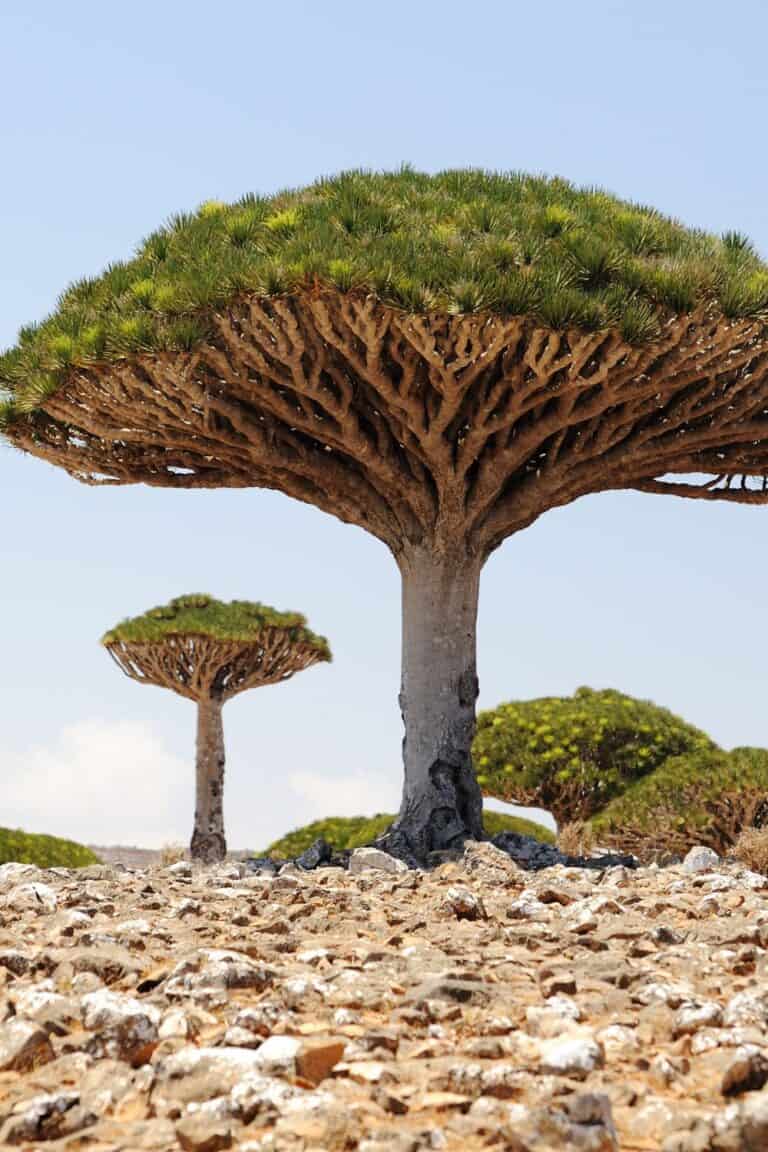 9 Weird Trees You Need to See to Believe (Odd Looking)
