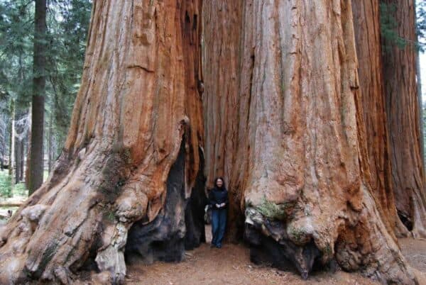 9 Oldest Trees in the World (Ancient Wonders)