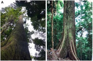 9 Tallest Trees in the World (What Height Are They?)