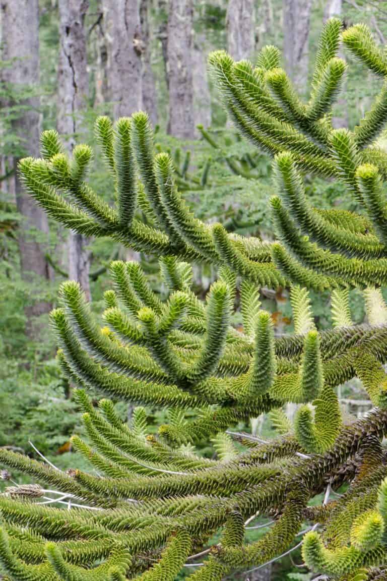 9 Weird Trees You Need to See to Believe (Odd Looking)