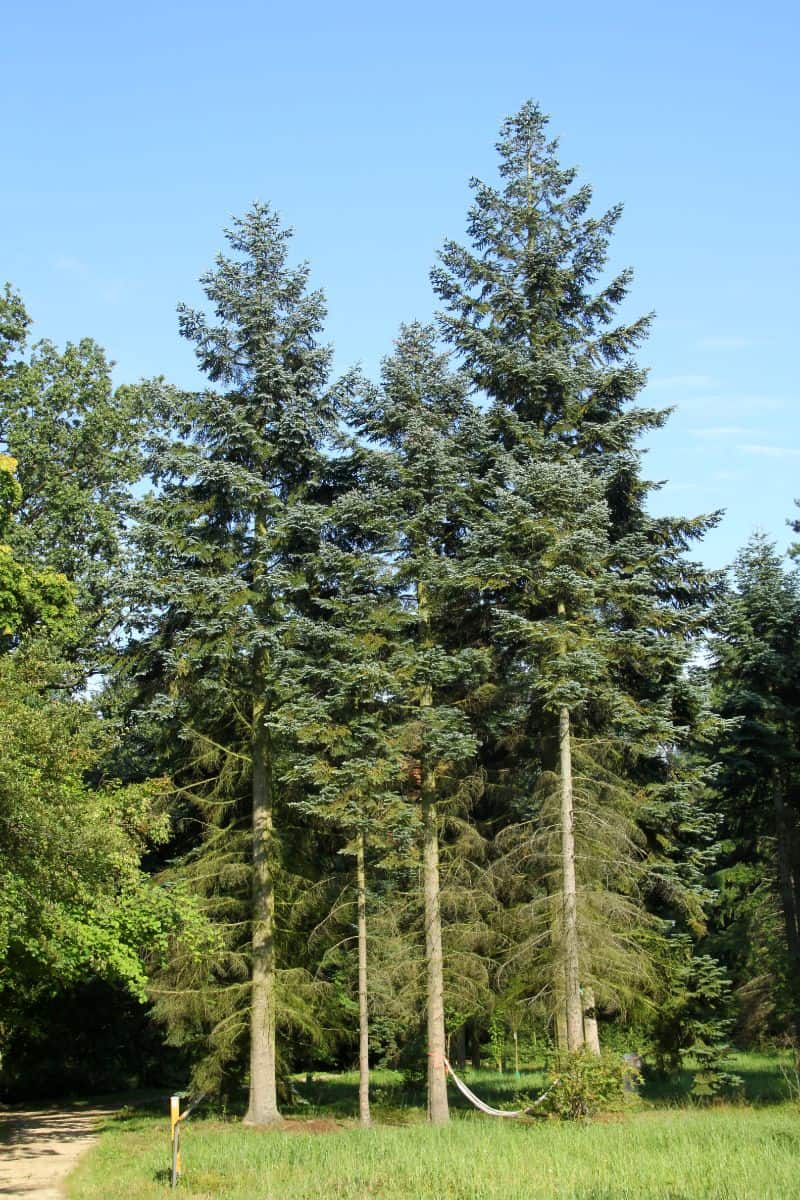 9 Tallest Trees in the World (What Height Are They?)
