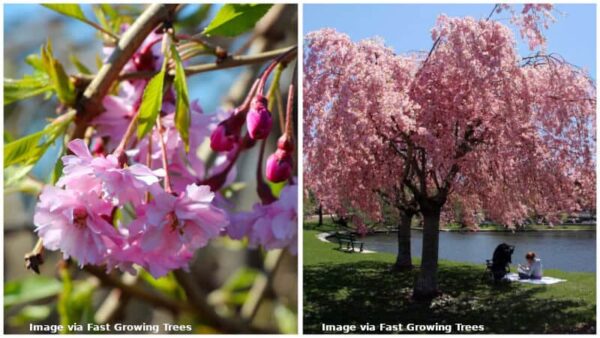 6 Types of Cherry Trees That Grow in Missouri