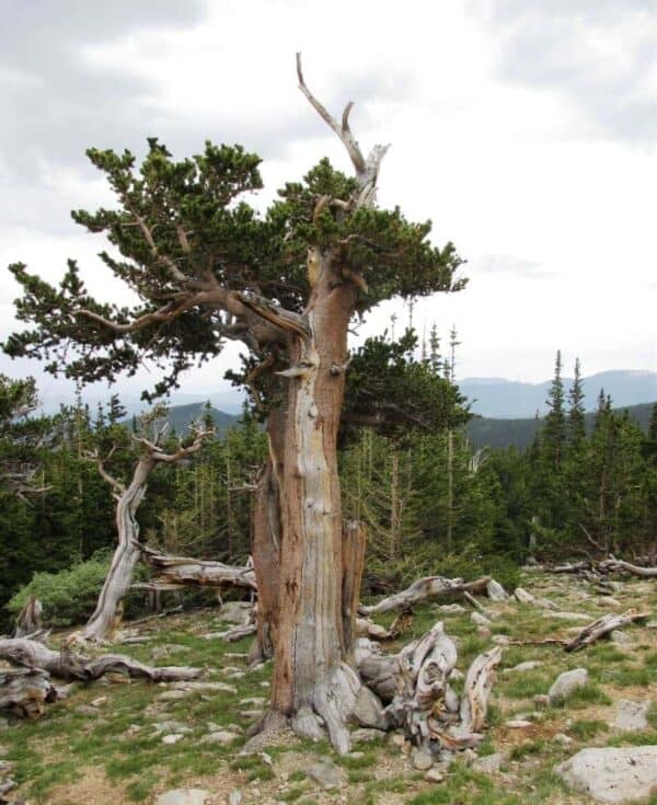 9 Oldest Trees in the World (Ancient Wonders)