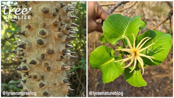 From Seed Bombs to Spiked Trunks - The Wild World of the Sandbox Tree