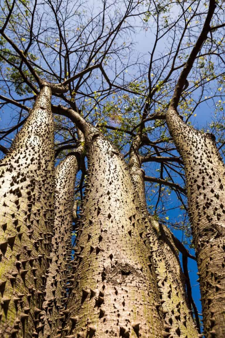 9 Weird Trees You Need to See to Believe (Odd Looking)