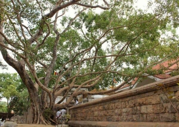 Explore 21 of the World's Most Famous & Record-Breaking Trees